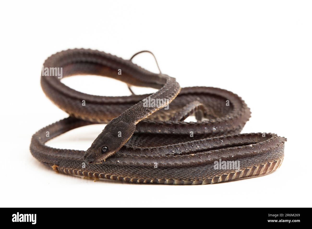 The dragon snake, Javan tubercle snake, Javan mudsnake, or rough-backed ...