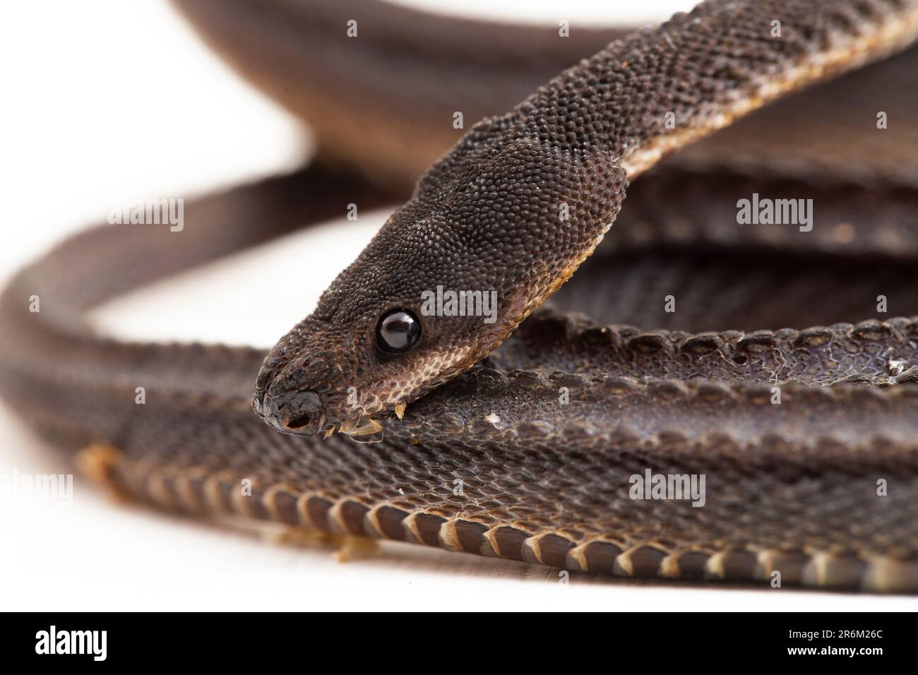 Xenodermus Javanicus