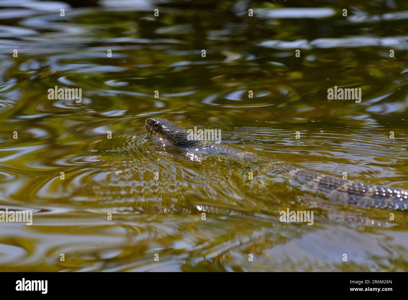 Banded water snake hi-res stock photography and images - Alamy
