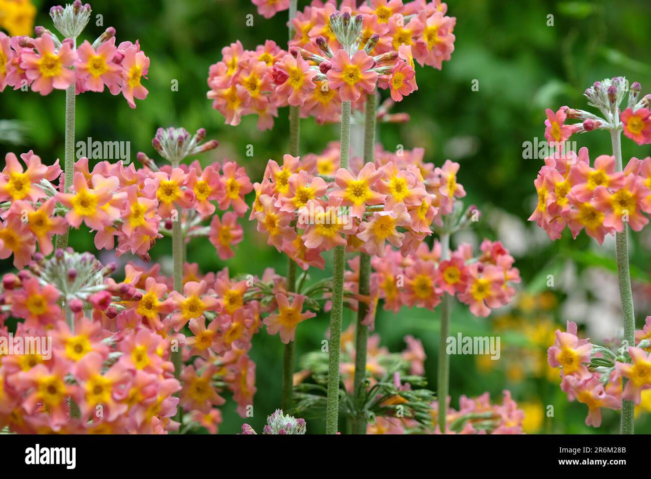 Japanese candelabra primrose hi-res stock photography and images - Alamy