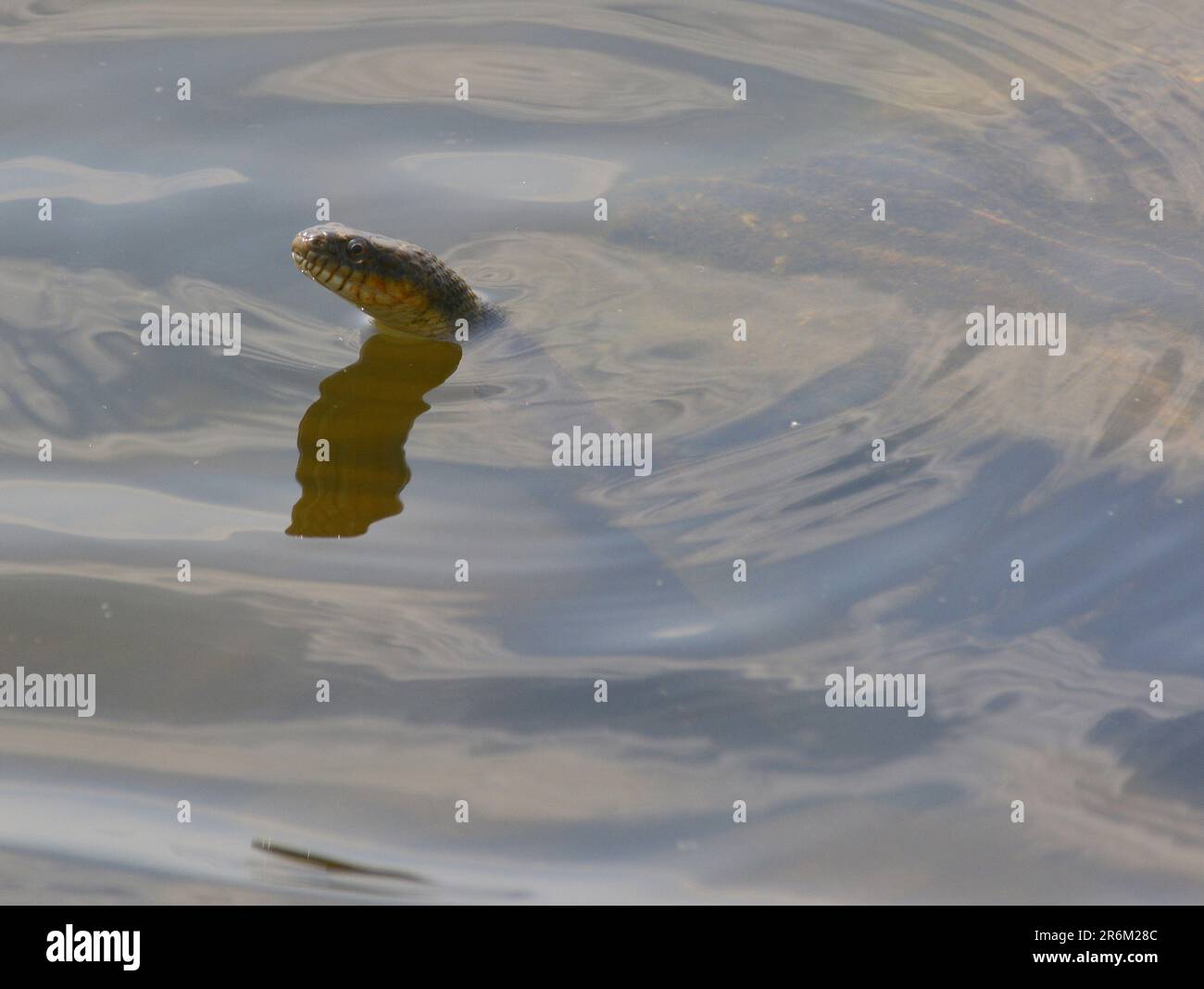 Banded water snake in lake Stock Photo - Alamy