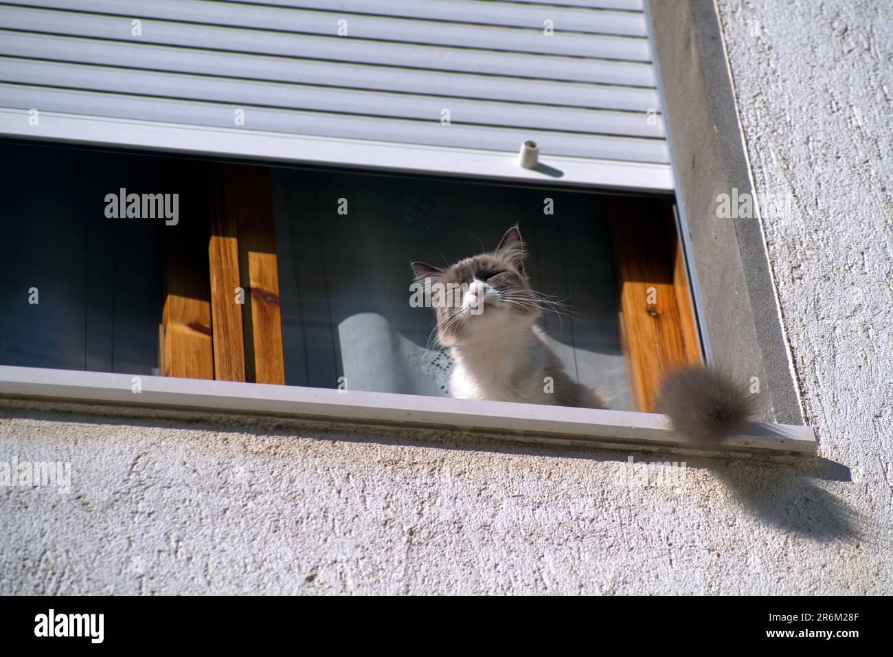 cat on a window sill Stock Photo - Alamy