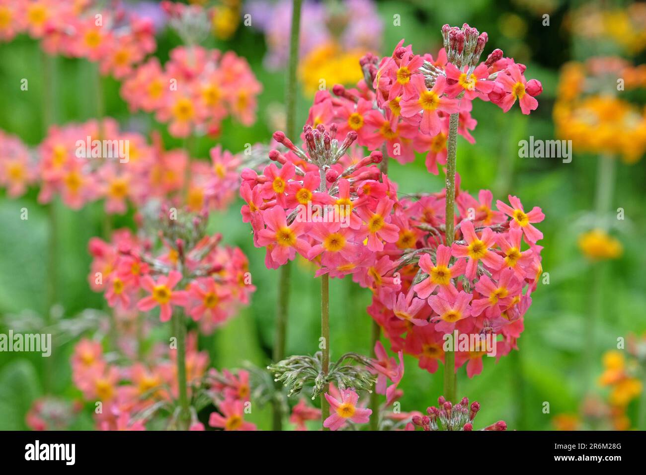 Colourful Japanese Primroses in flower Stock Photo - Alamy
