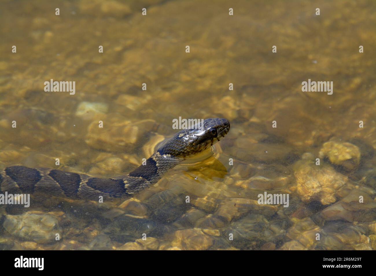 Banded water snake hi-res stock photography and images - Alamy