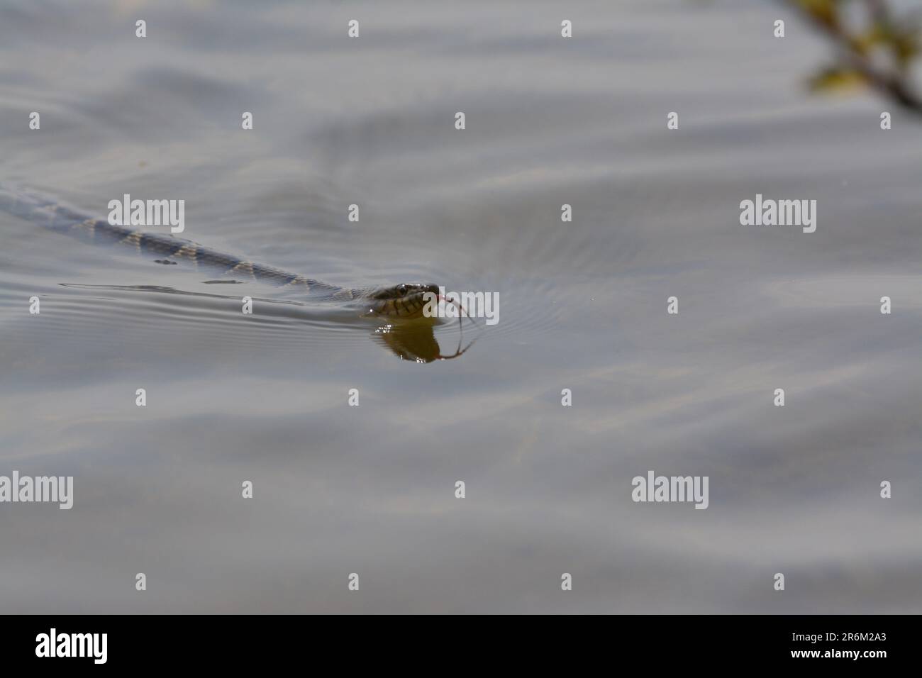 Banded water snake in lake Stock Photo - Alamy