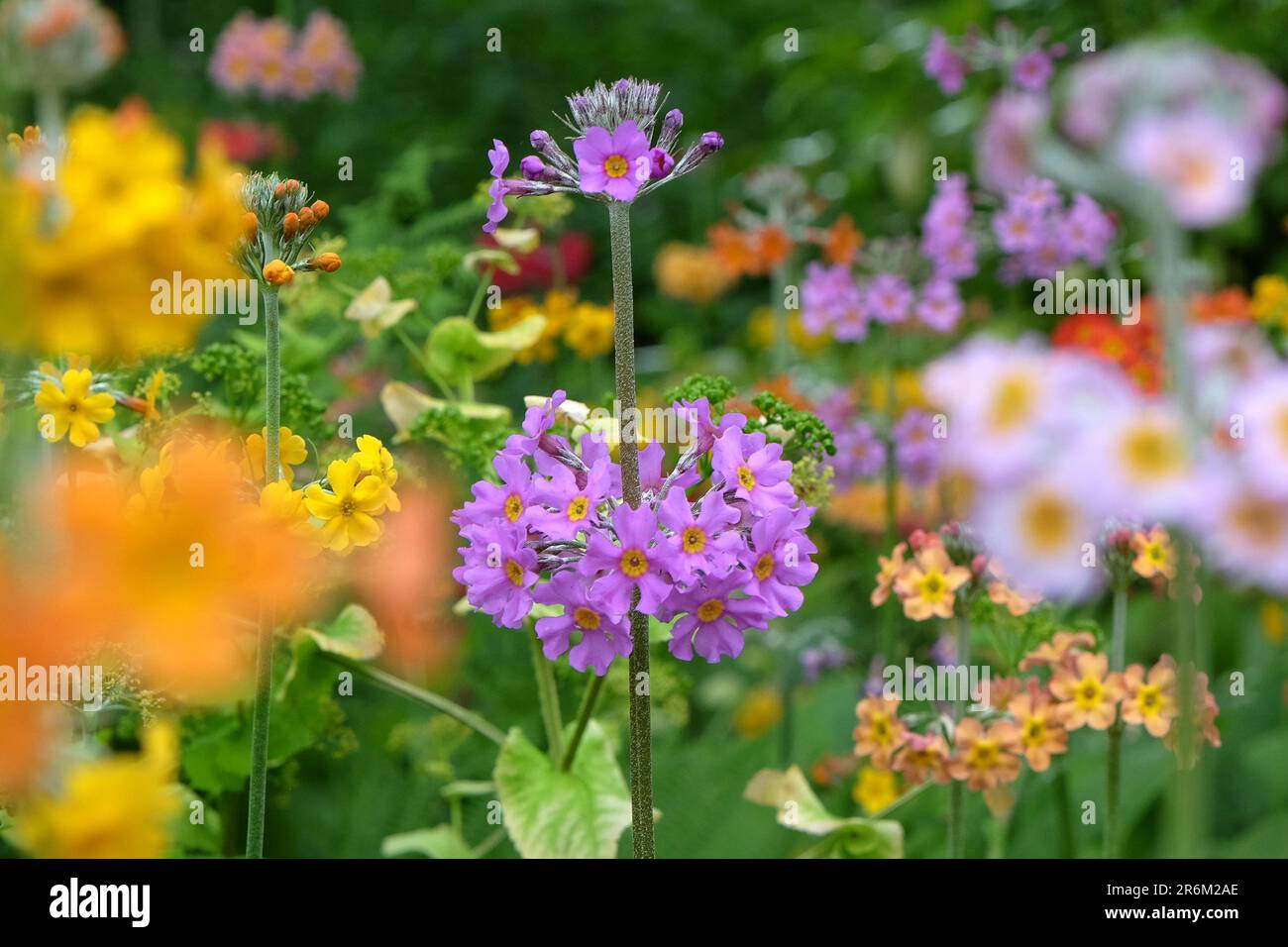 Colourful Japanese Primroses in flower Stock Photo - Alamy