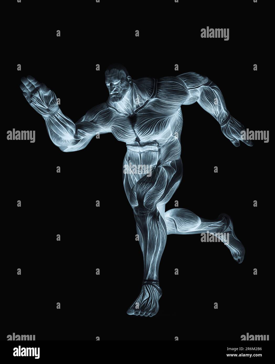 bodybuilder muscle maps is running in white background, 3d illustration ...