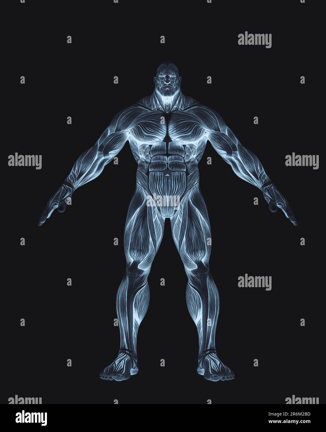 bodybuilder muscle maps in white background, 3d illustration Stock ...