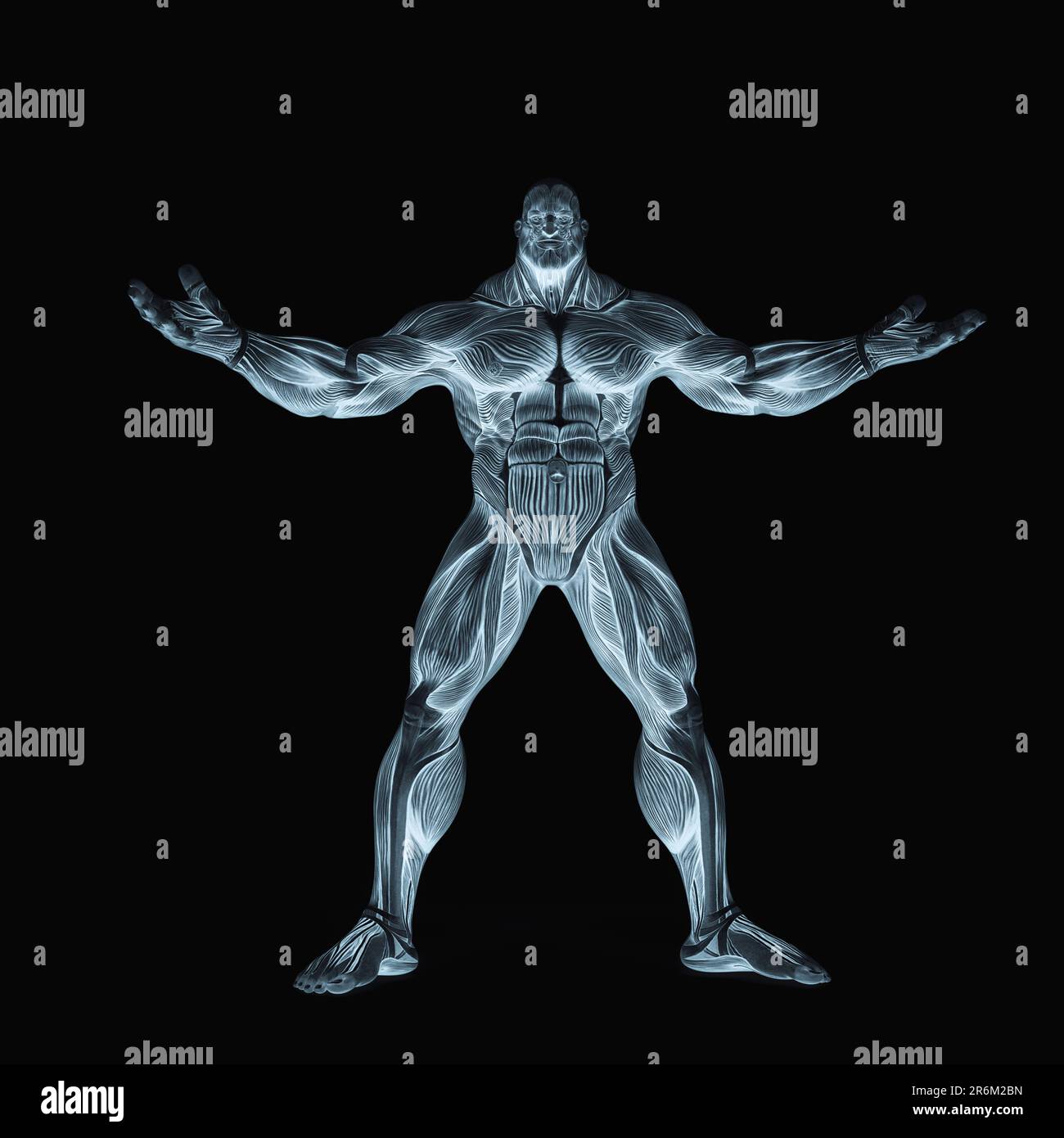 bodybuilder muscle maps with arms wid open in white background, 3d ...