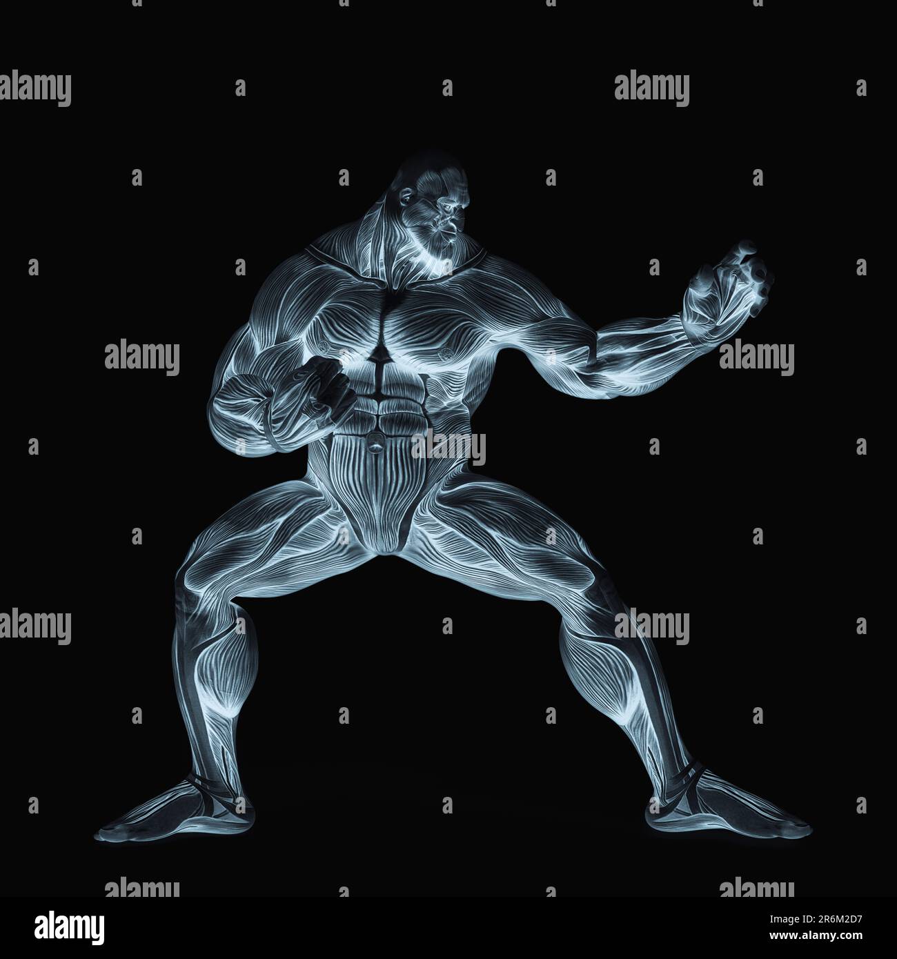 bodybuilder muscle maps is doing a mma fighter in white background, 3d ...