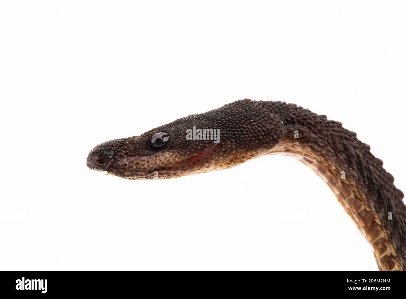 The dragon snake, Javan tubercle snake, Javan mudsnake, or rough-backed ...