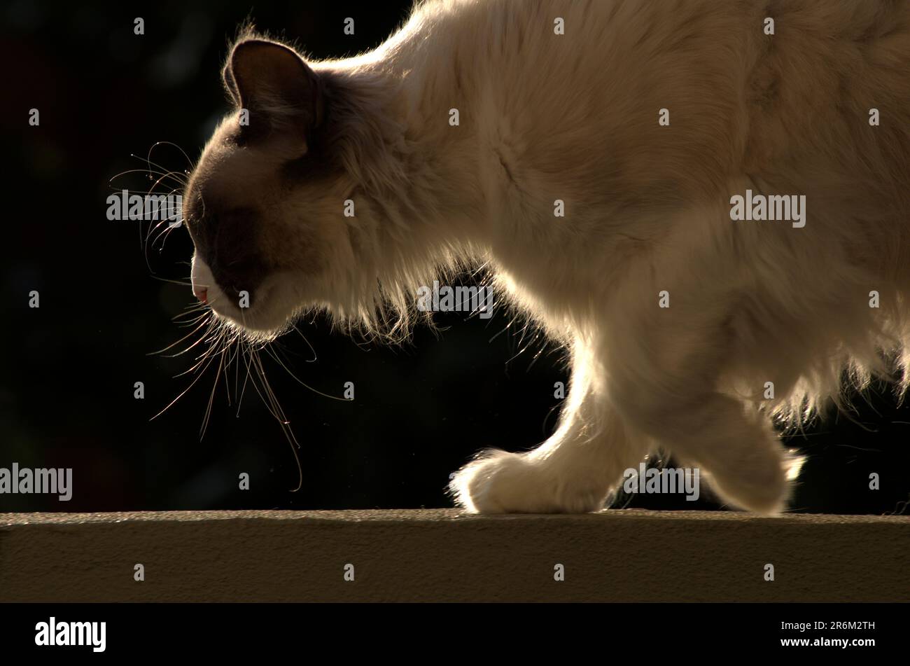 cat walks in backlight Stock Photo - Alamy