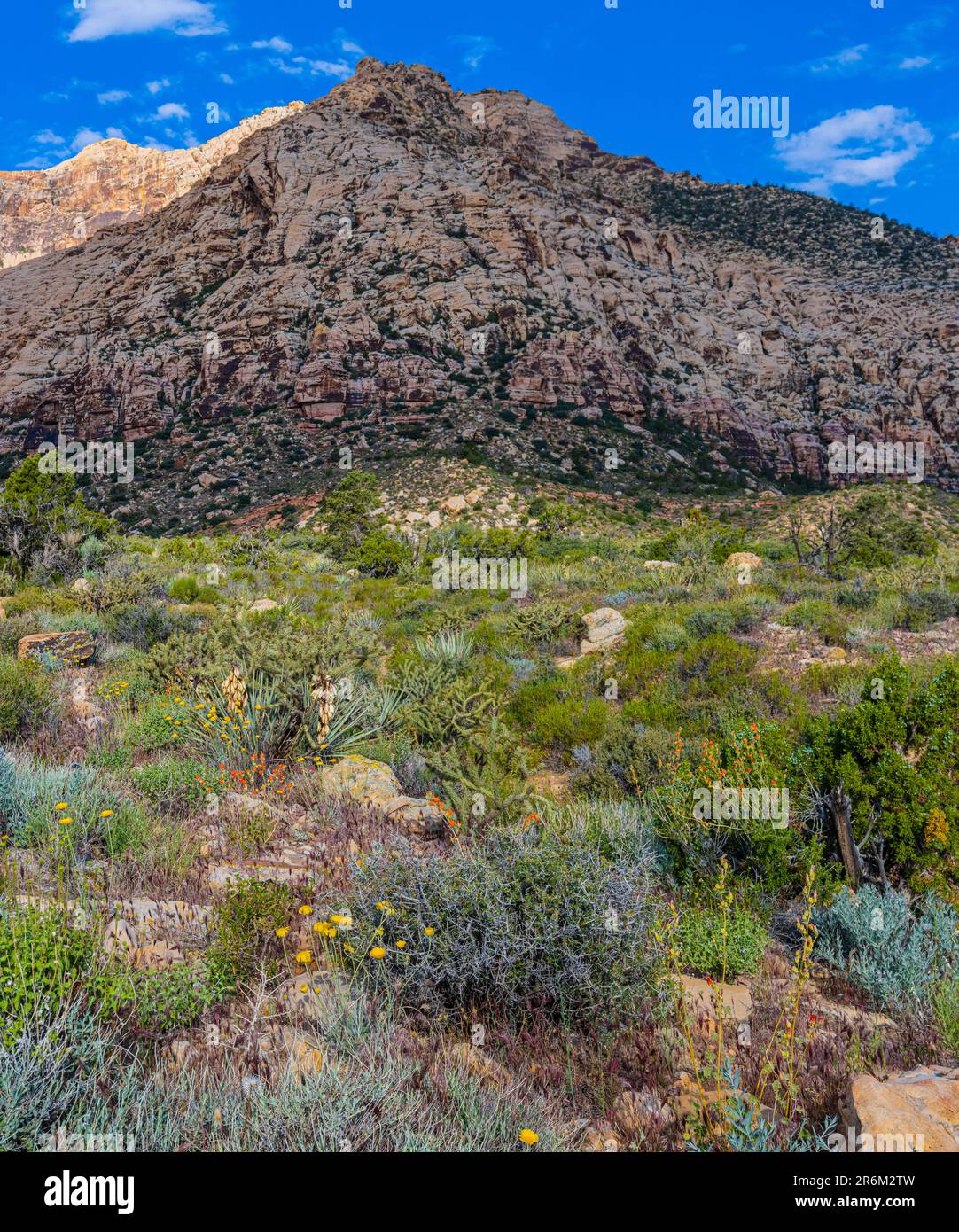 Wildflowers and The Rainbow Mountain Range on The Ice Box Canyon Trail ...