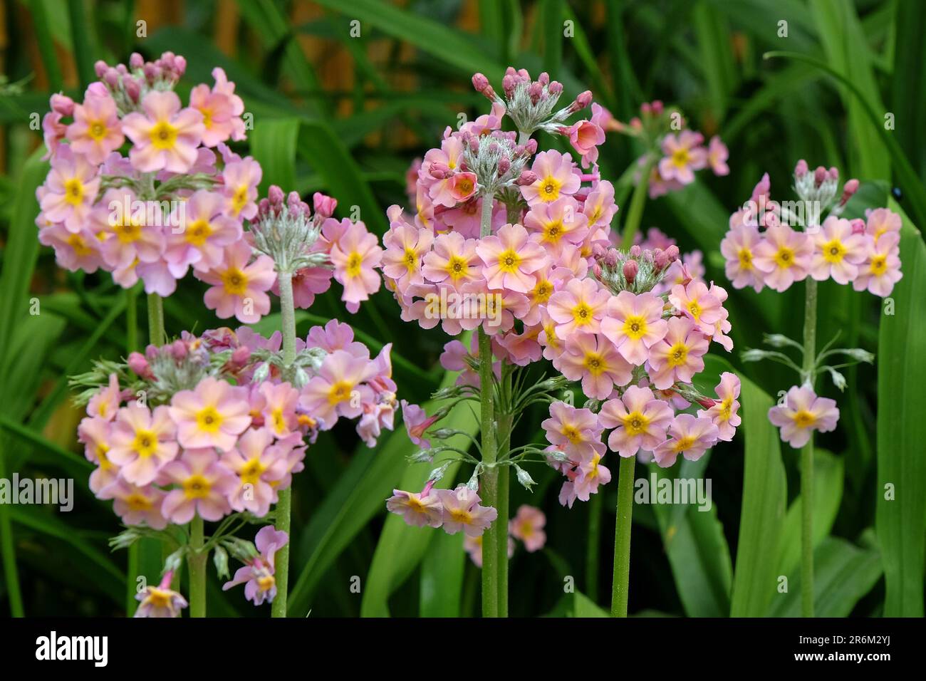 Bulleys primula hi-res stock photography and images - Alamy
