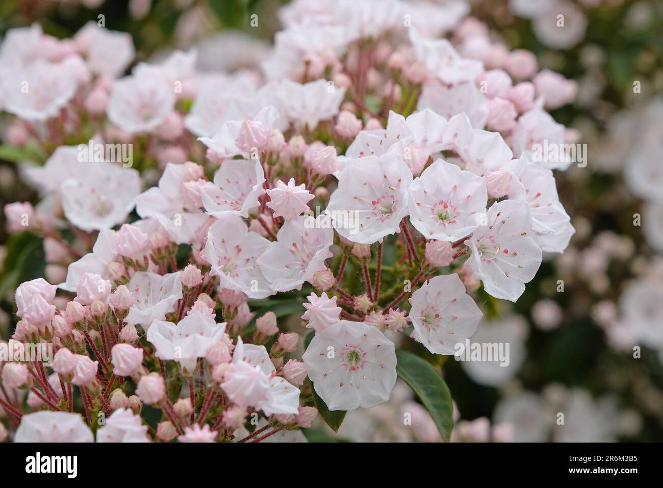 Kalmia latifolia 'Elf' in flower Stock Photo - Alamy