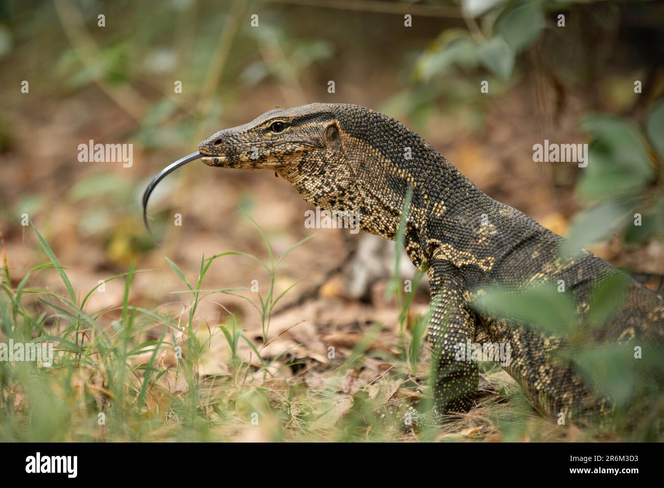 Monitor Lizard, Tanjung Rhu, Pulau Langkawi, Kedah, Malaysia, Southeast ...