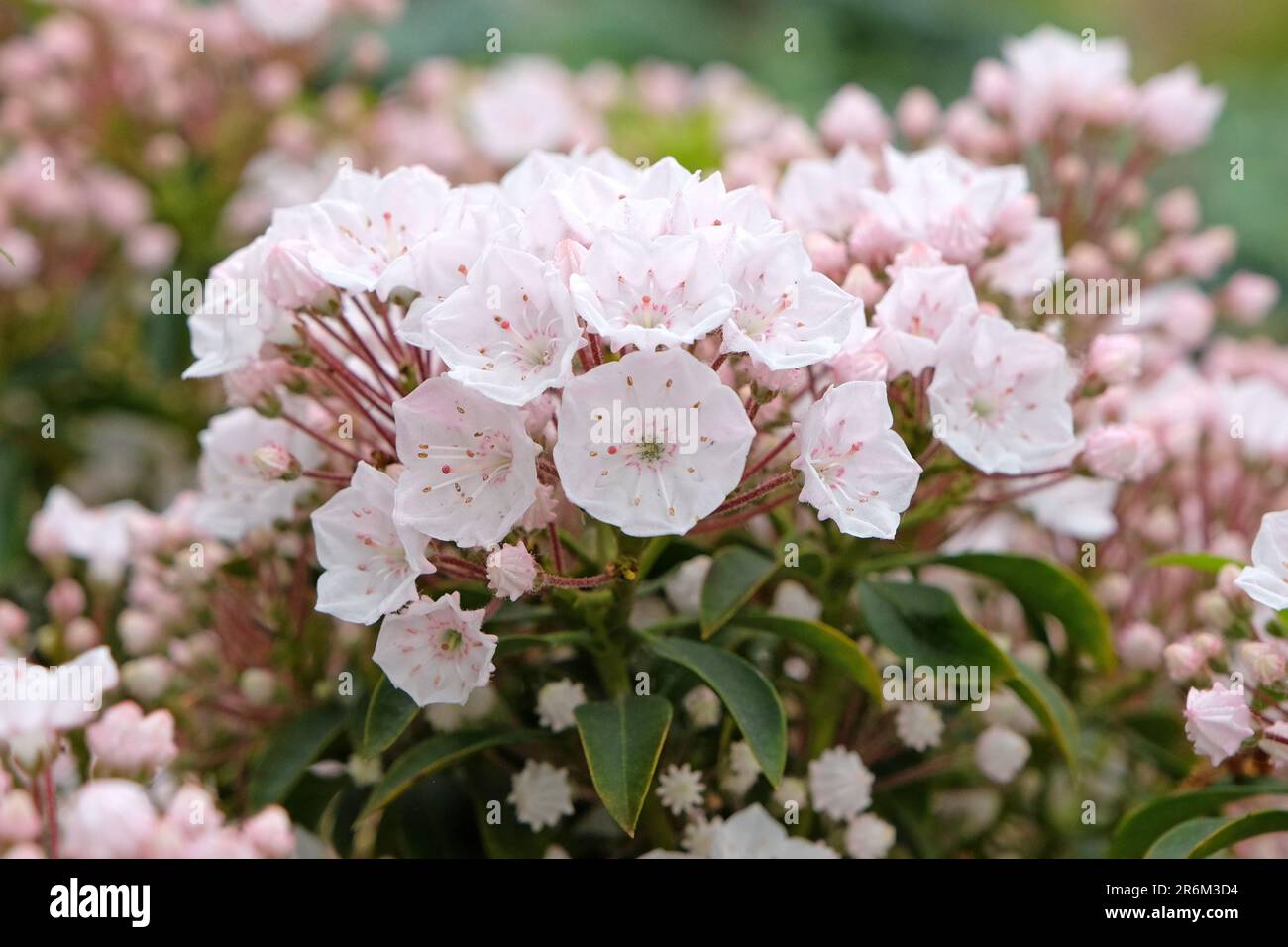 Kalmia latifolia 'Elf' in flower Stock Photo - Alamy