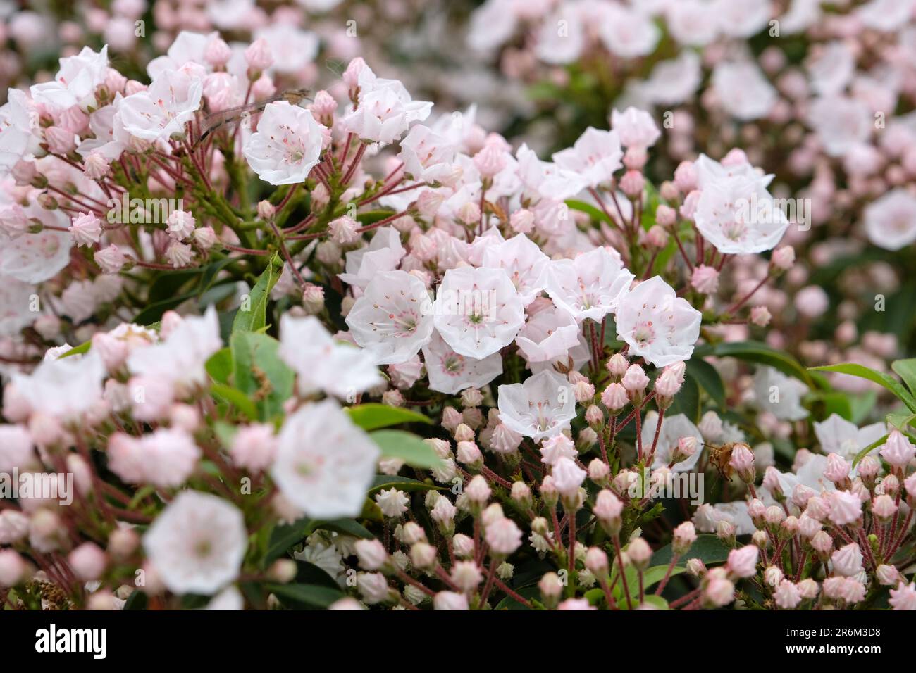Kalmia latifolia 'Elf' in flower Stock Photo - Alamy