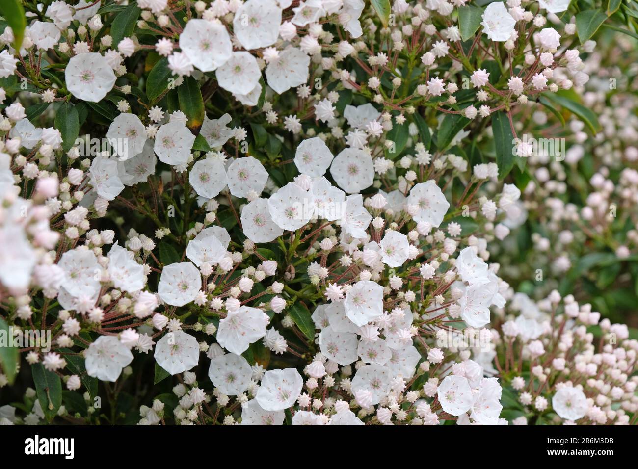 Kalmia latifolia 'Elf' in flower Stock Photo - Alamy