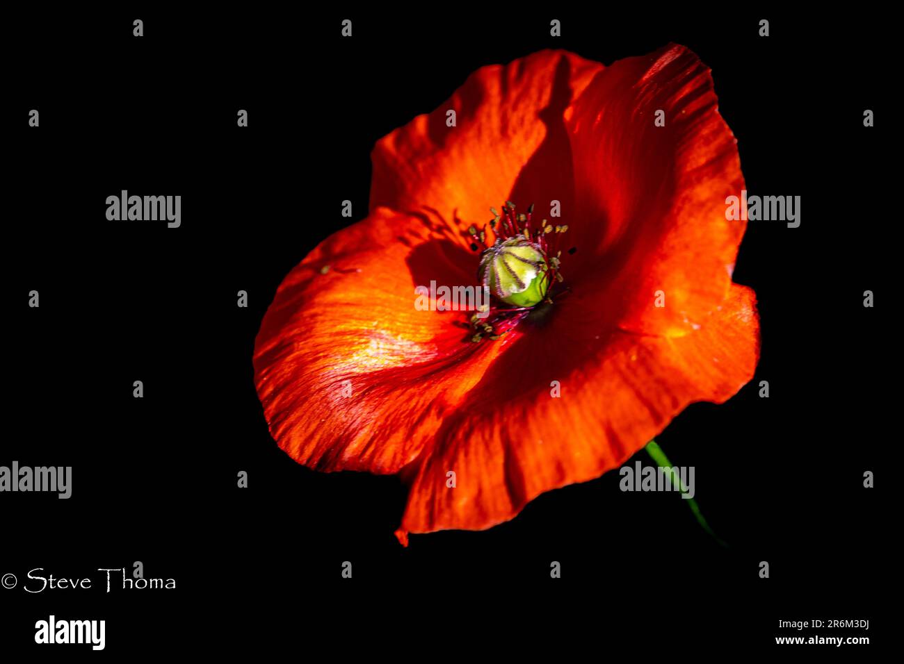 red poppy black backround Stock Photo - Alamy