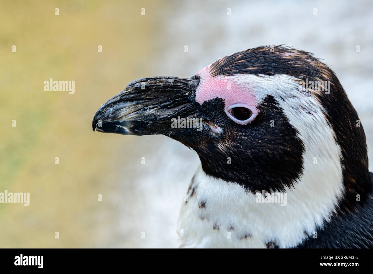 Portrait of a Penguin looking to the left Stock Photo - Alamy