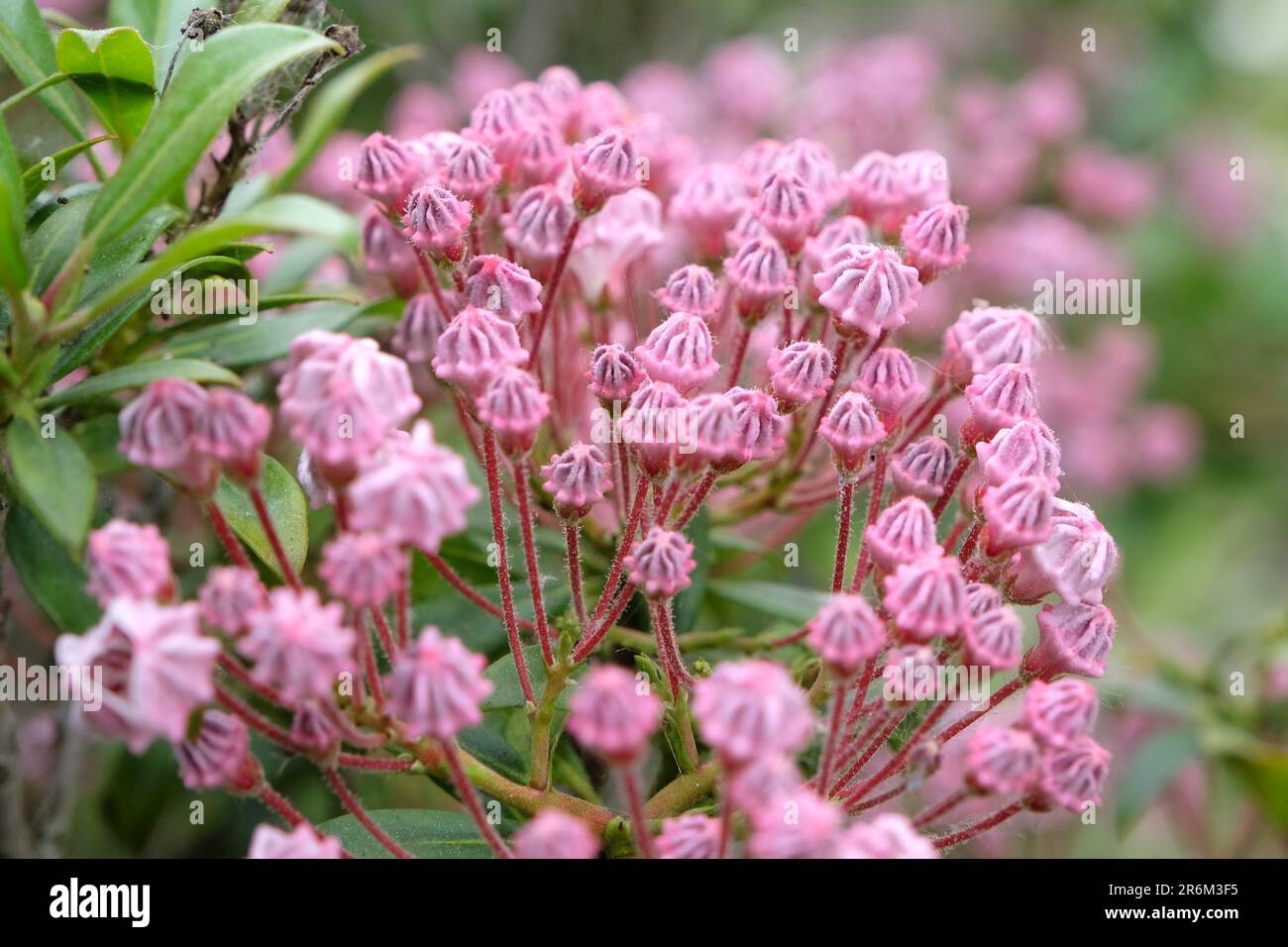 Kalmia latifolia 'Ginkona' in flower Stock Photo - Alamy