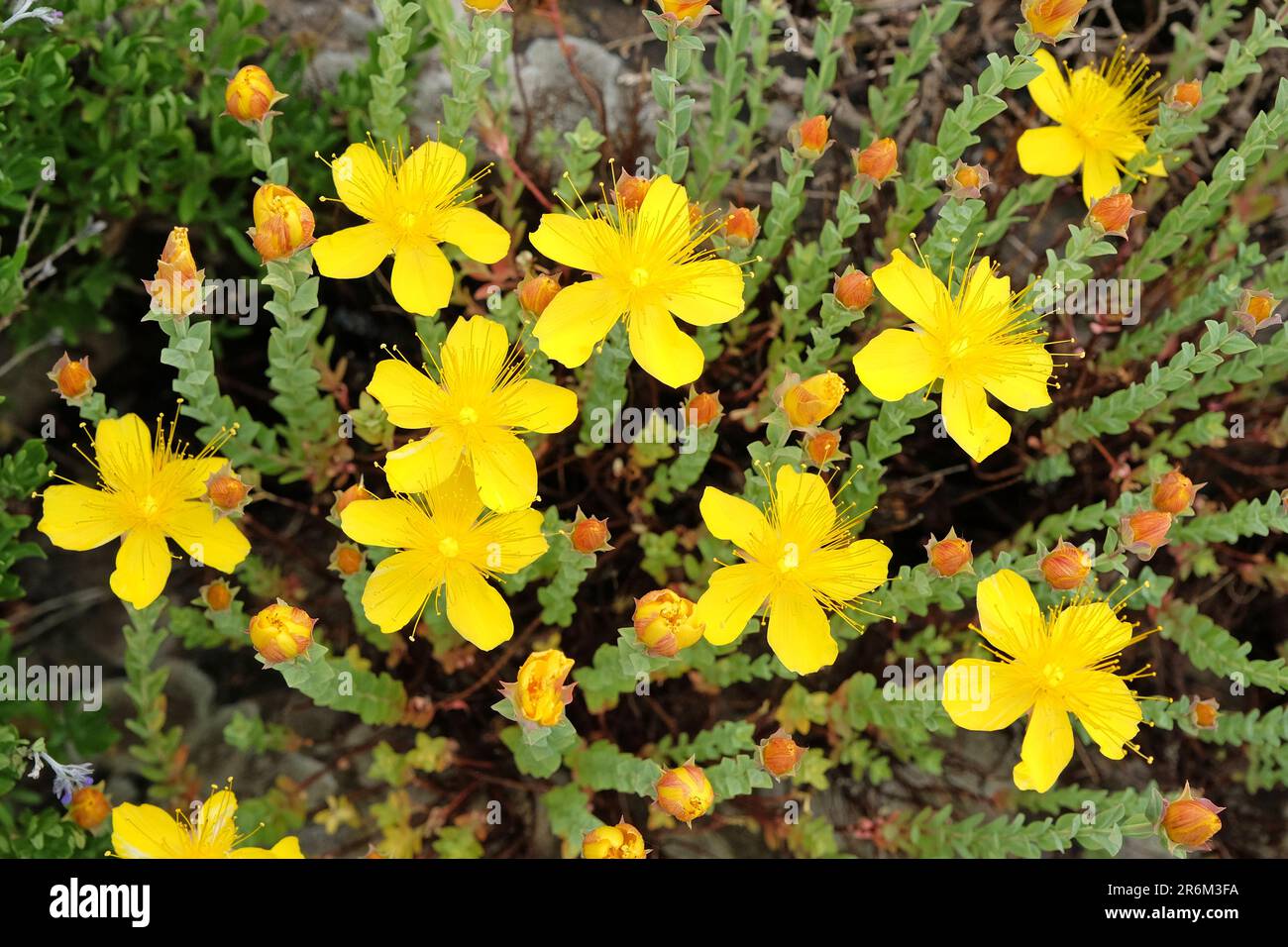 Hypericum flowering in summer hi-res stock photography and images - Alamy