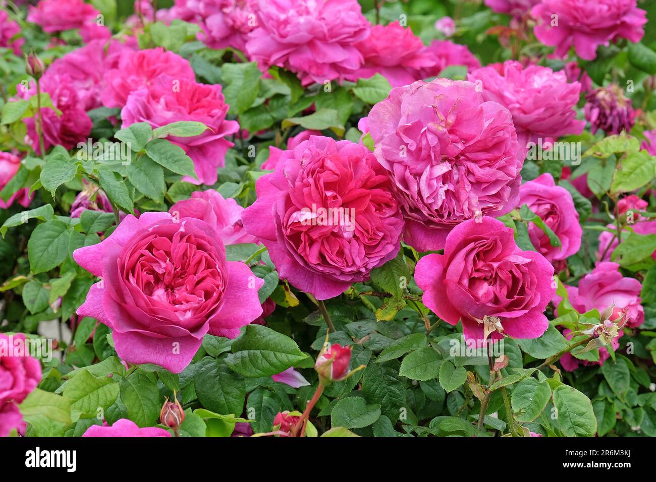 Lycidas hi-res stock photography and images - Alamy