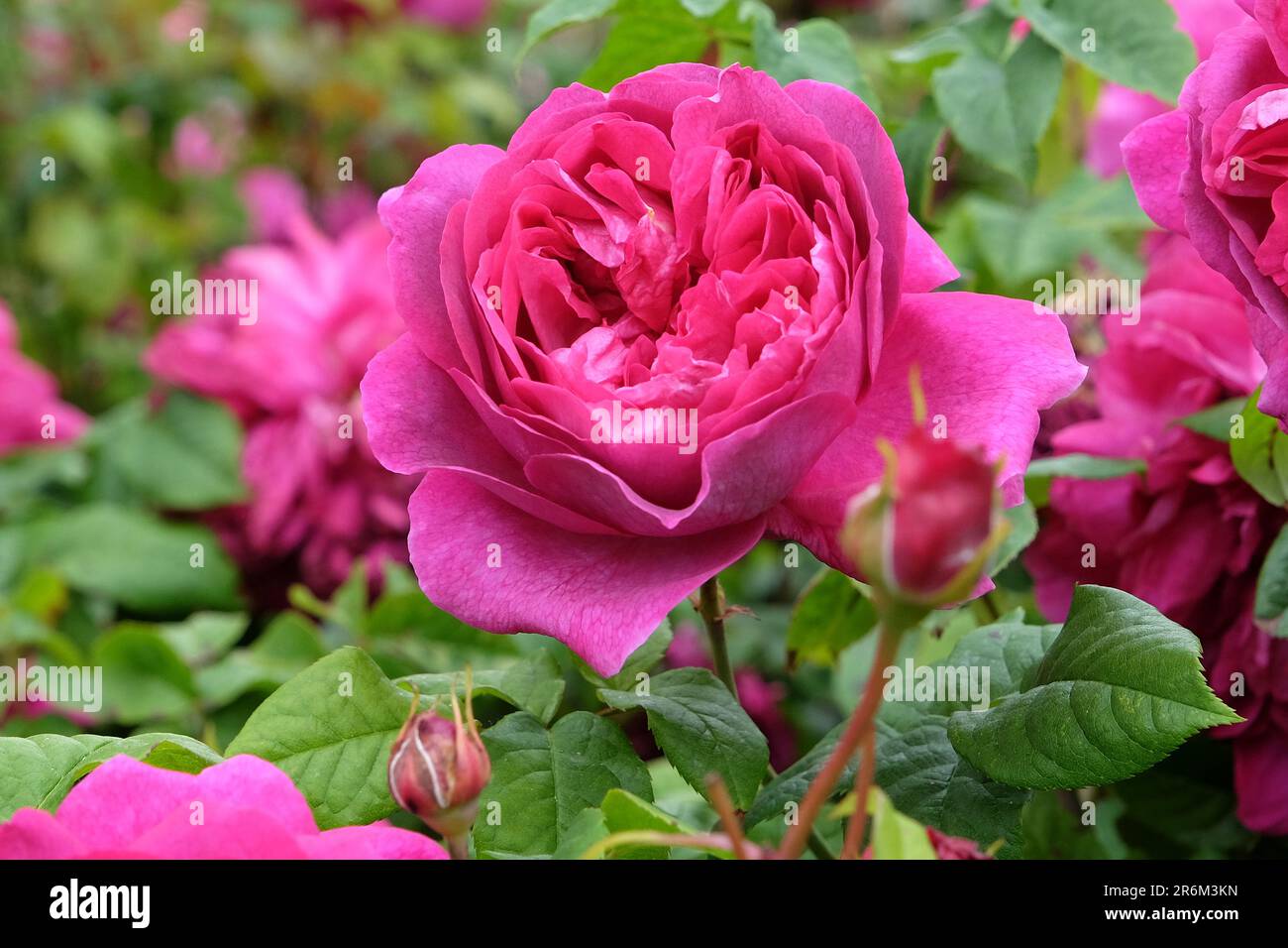 Young lycidas hi-res stock photography and images - Alamy