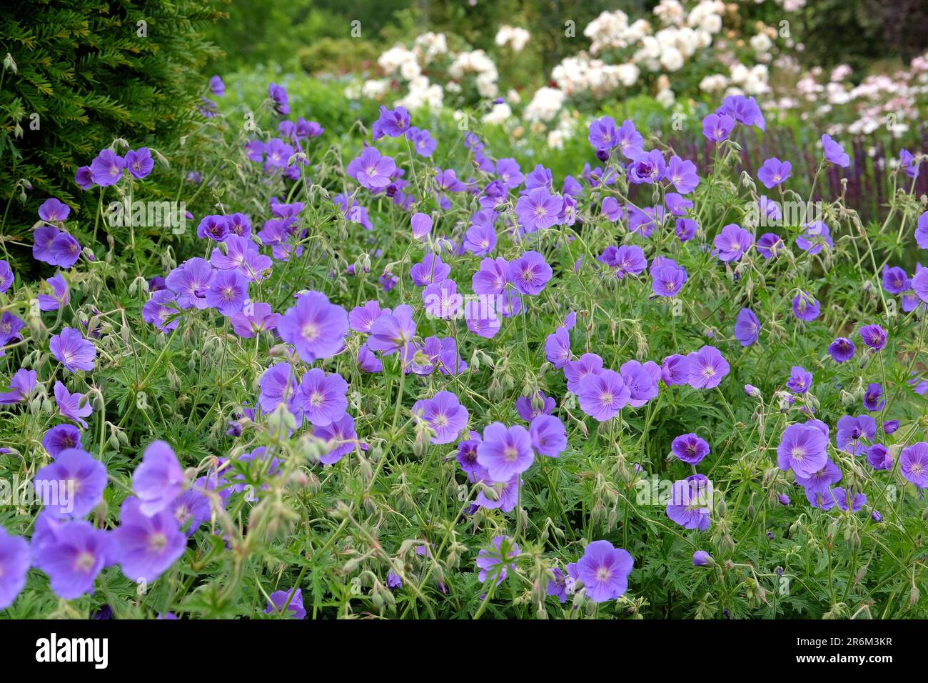 Geranium orion flower hi-res stock photography and images - Alamy