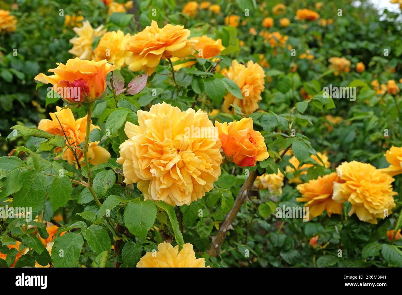 Tutu plant hi-res stock photography and images - Alamy