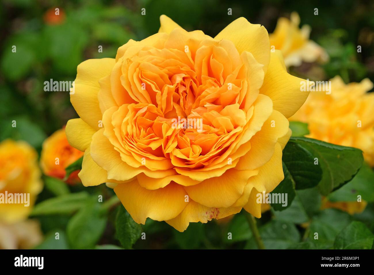 Tutu plant hi-res stock photography and images - Alamy