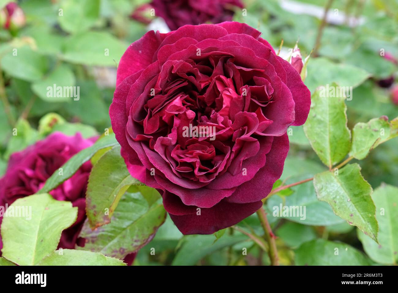 Munstead wood hi-res stock photography and images - Alamy