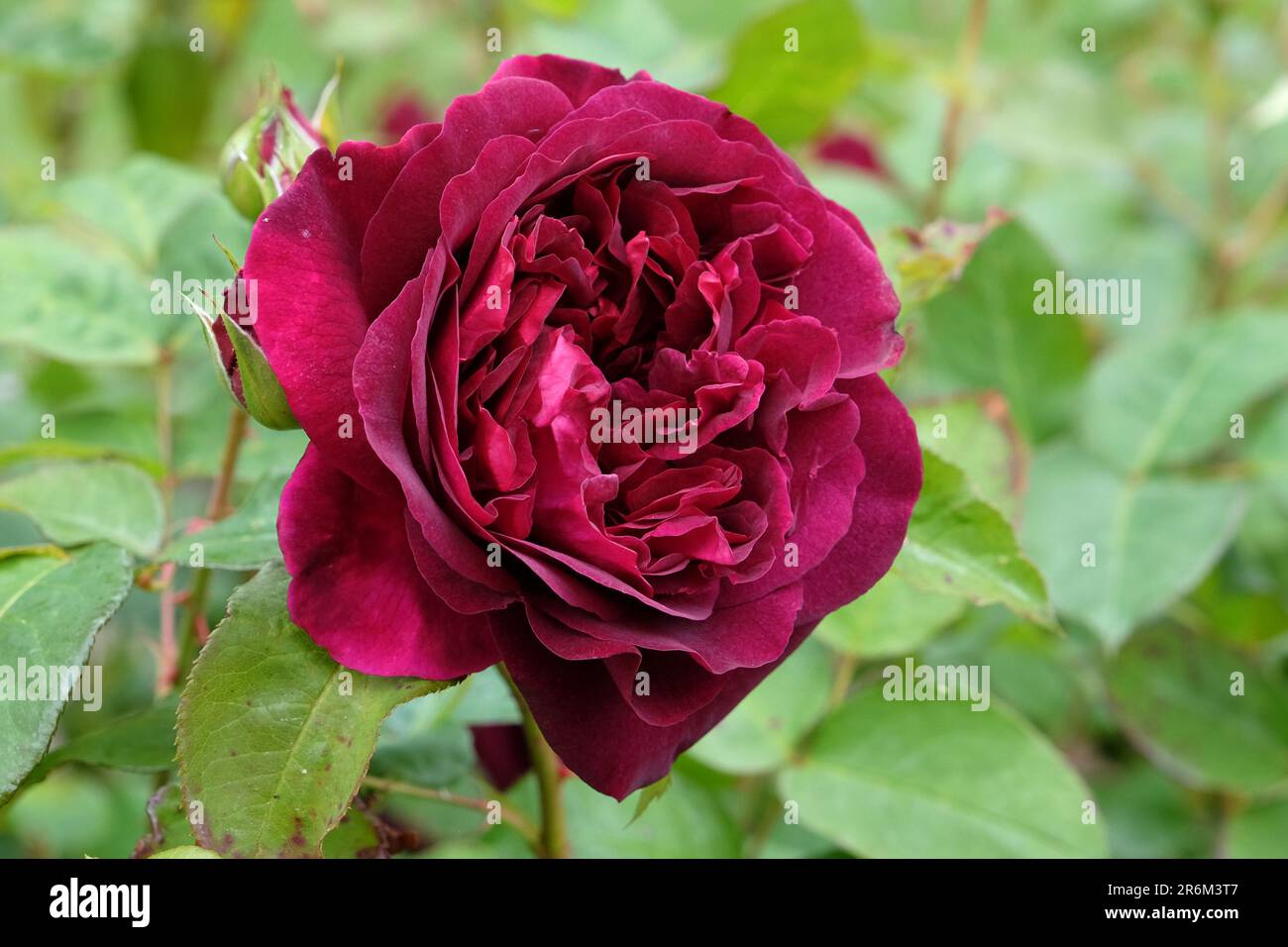 Munstead wood hi-res stock photography and images - Alamy