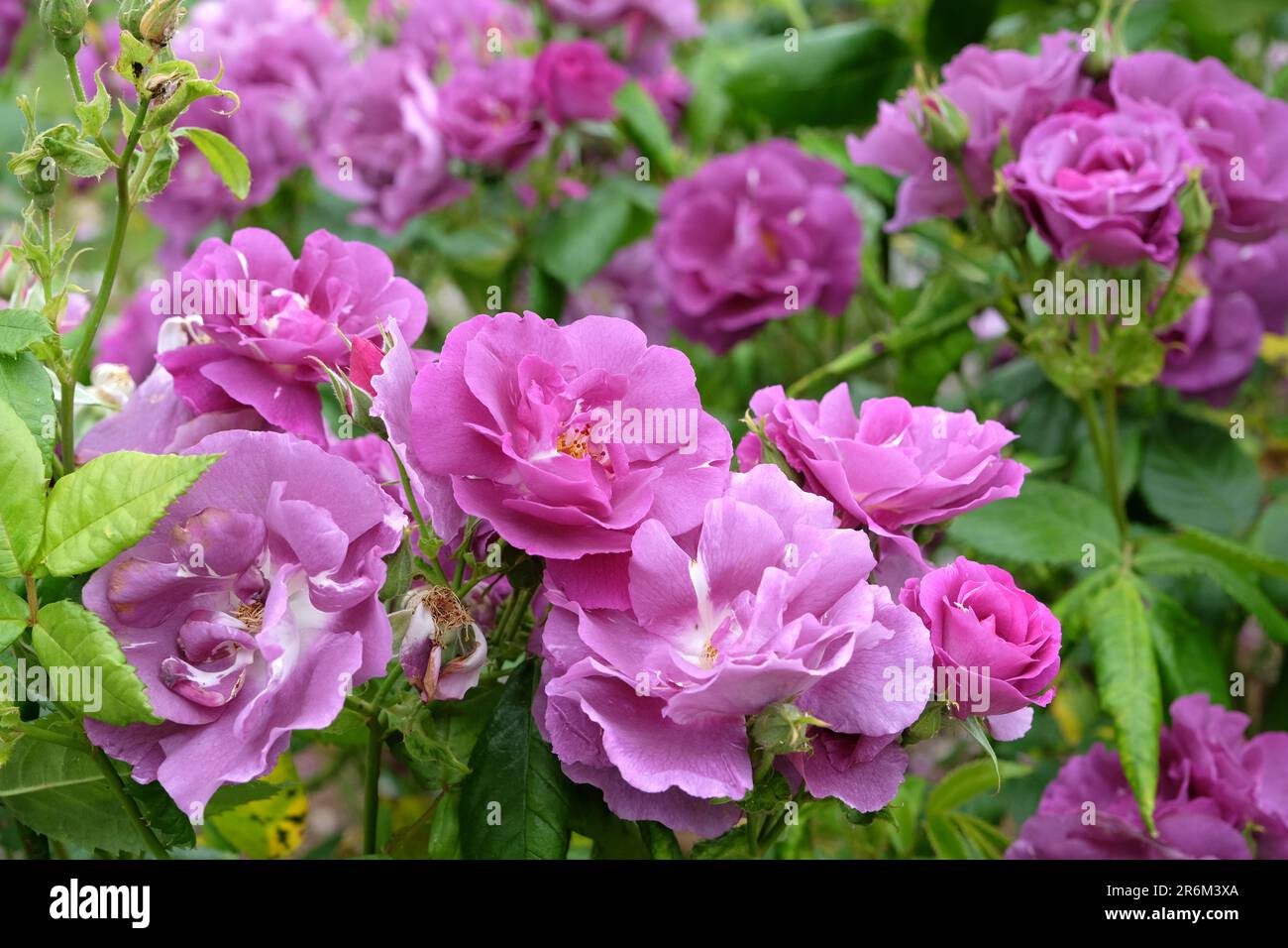 Purple Rosa 'Rhapsody in Blue' in flower Stock Photo - Alamy