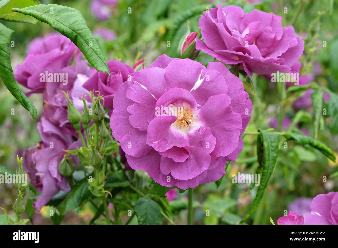 Purple Rosa 'Rhapsody in Blue' in flower Stock Photo - Alamy