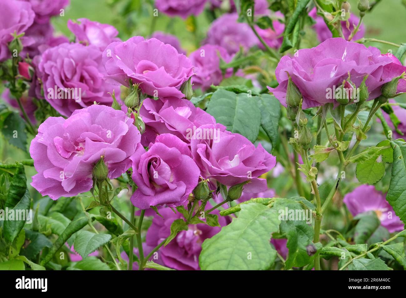 Purple Rosa 'Rhapsody in Blue' in flower Stock Photo - Alamy