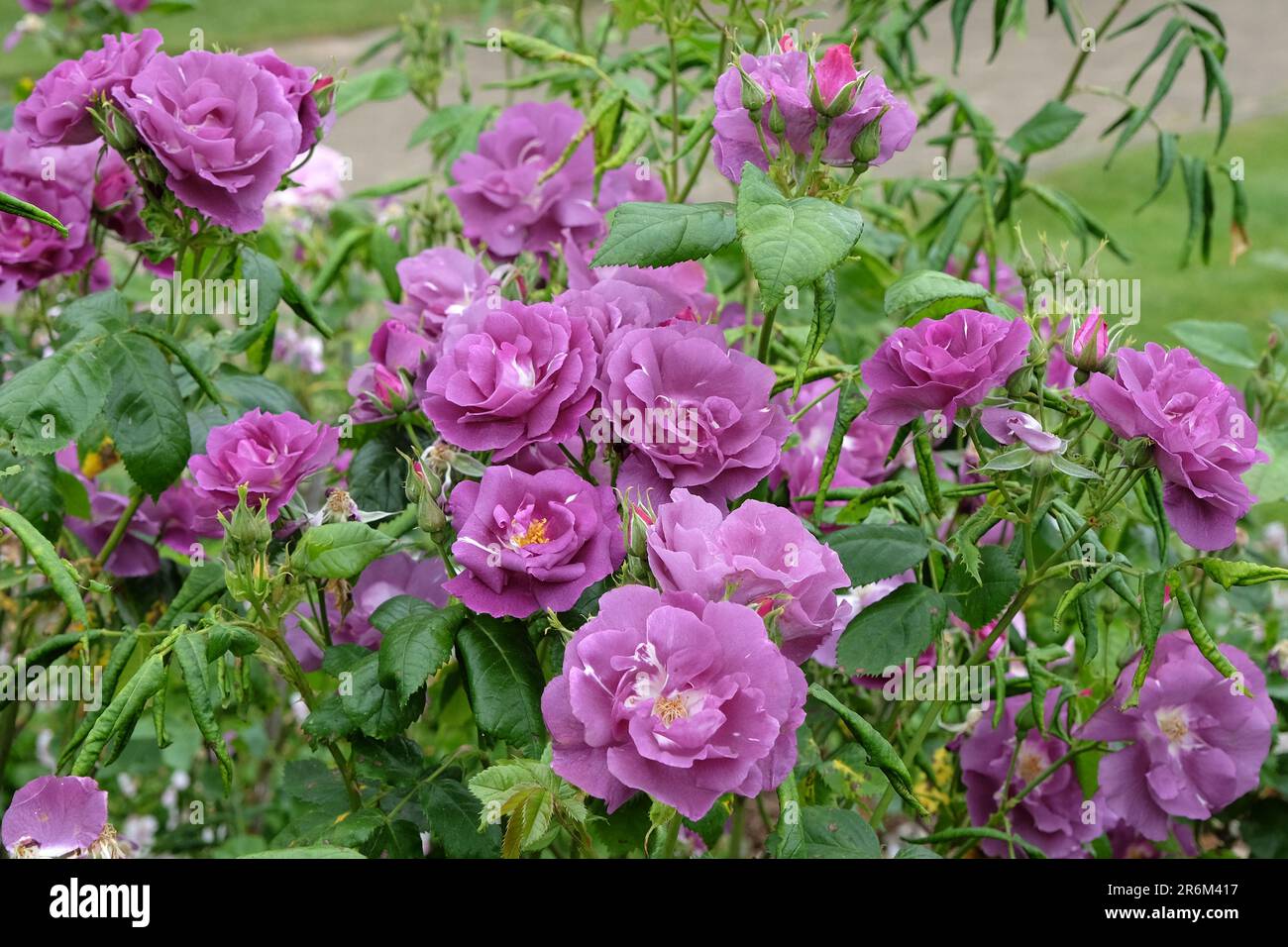 Purple Rosa 'Rhapsody in Blue' in flower Stock Photo - Alamy