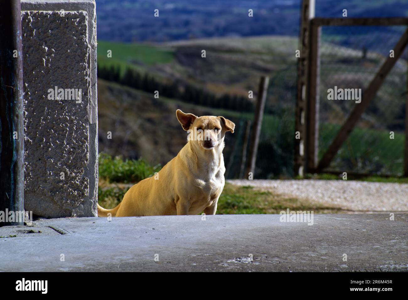 dog watches from behind a low wall Stock Photo - Alamy