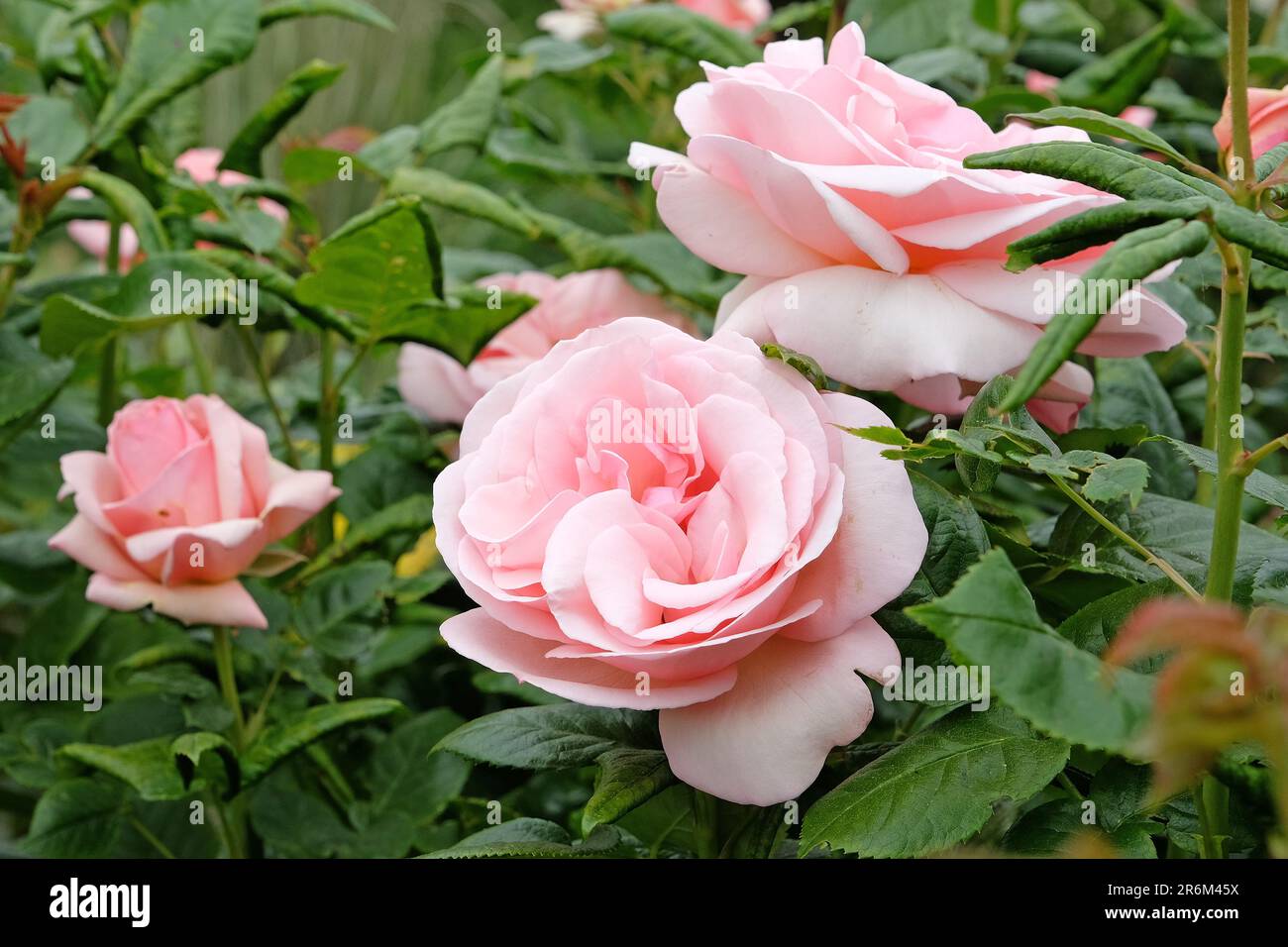 Aphrodite rose hi-res stock photography and images - Alamy