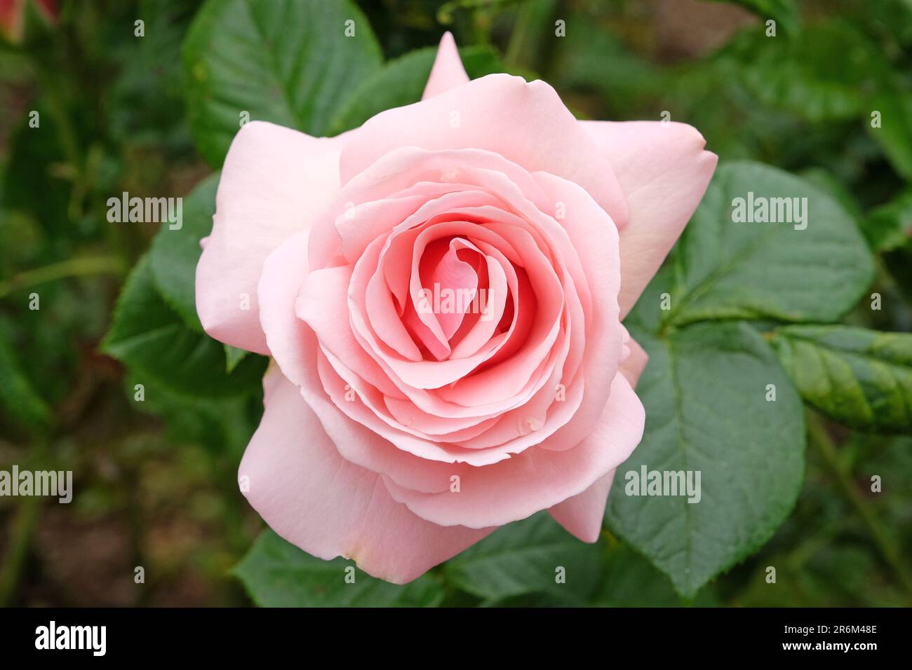 Aphrodite rose hi-res stock photography and images - Alamy