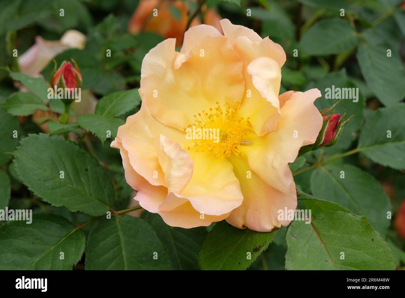 Fighting temeraire rose hi-res stock photography and images - Alamy