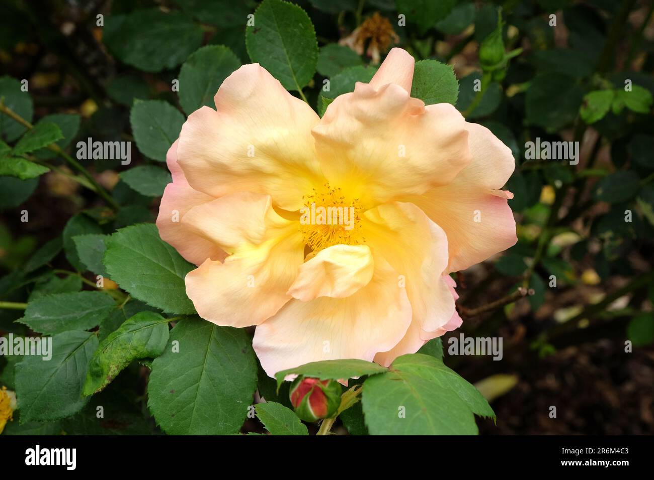Fighting flower hi-res stock photography and images - Alamy