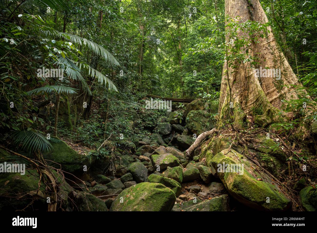 Rainforest, Santubong, Sarawak, Borneo, Malaysia, Southeast Asia, Asia ...