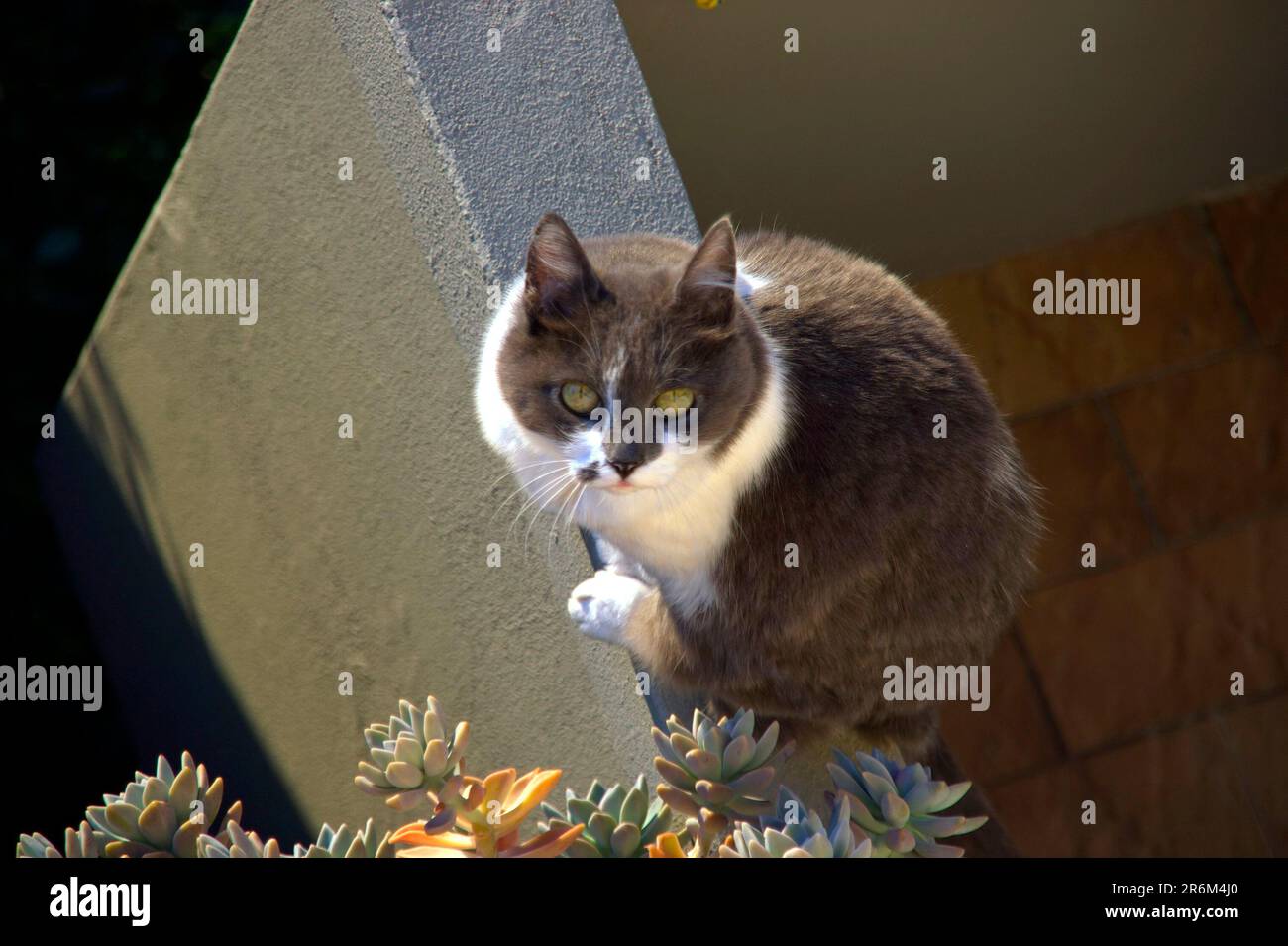 Front view of a cat Stock Photo - Alamy