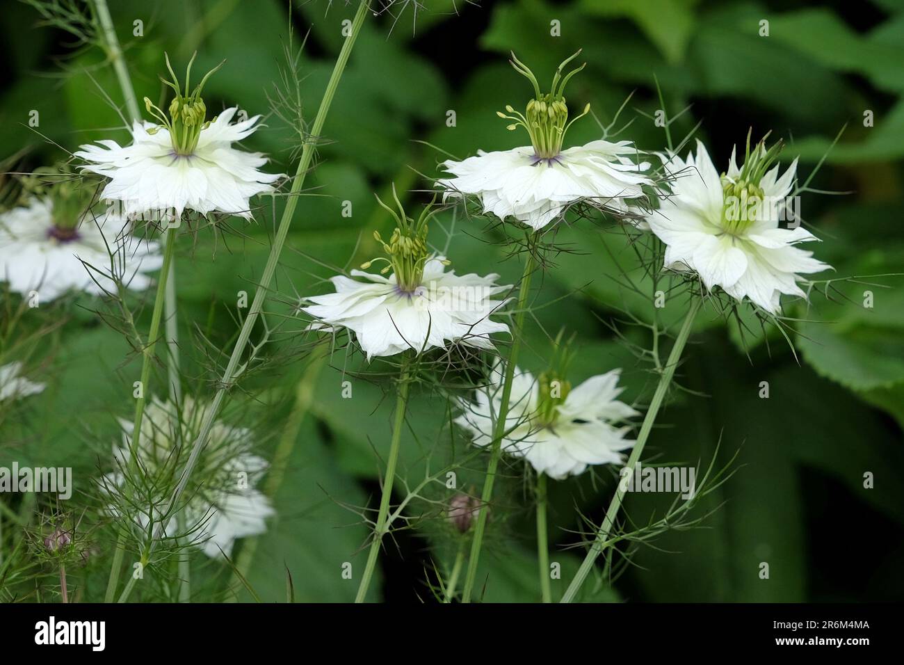 Miss jekyll white hi-res stock photography and images - Alamy