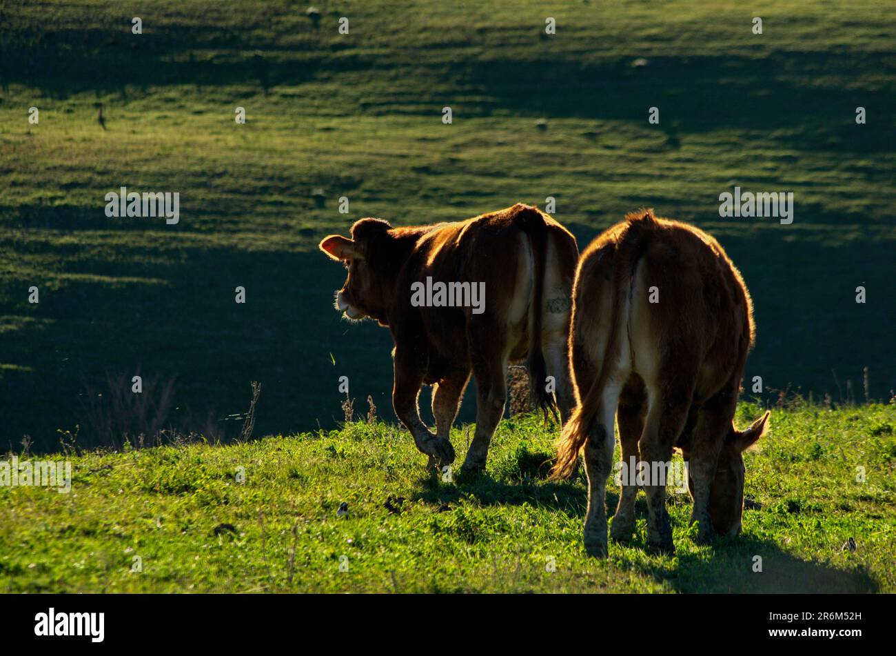 Calves graze hi-res stock photography and images - Alamy