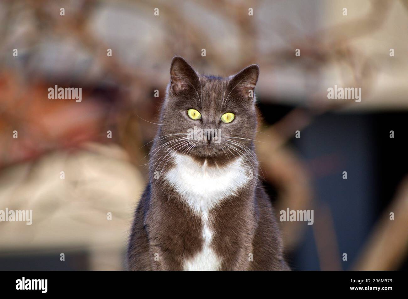 Front view of a cat hi-res stock photography and images - Alamy