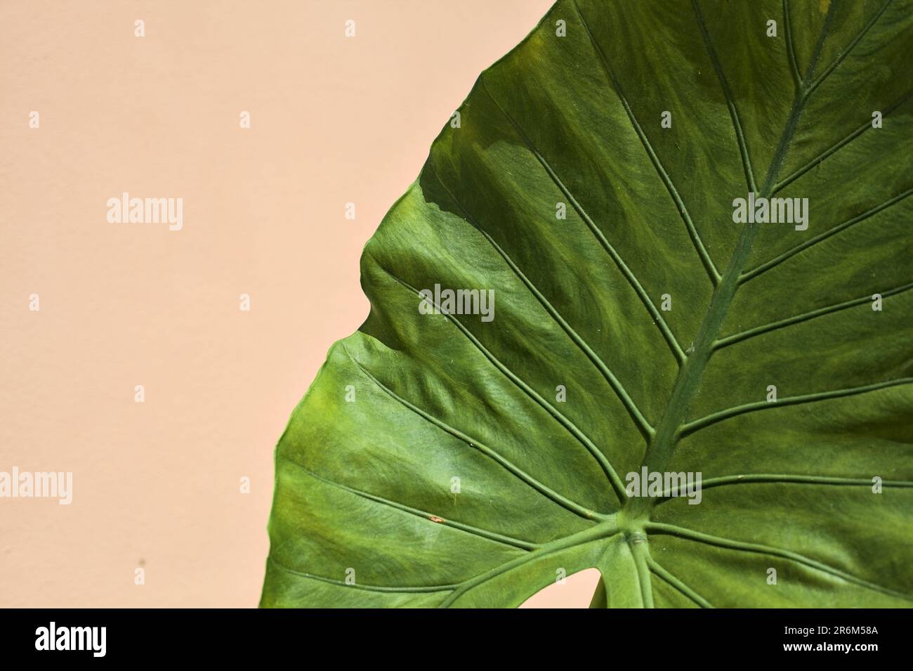 Giant leaf on a clear background Stock Photo - Alamy
