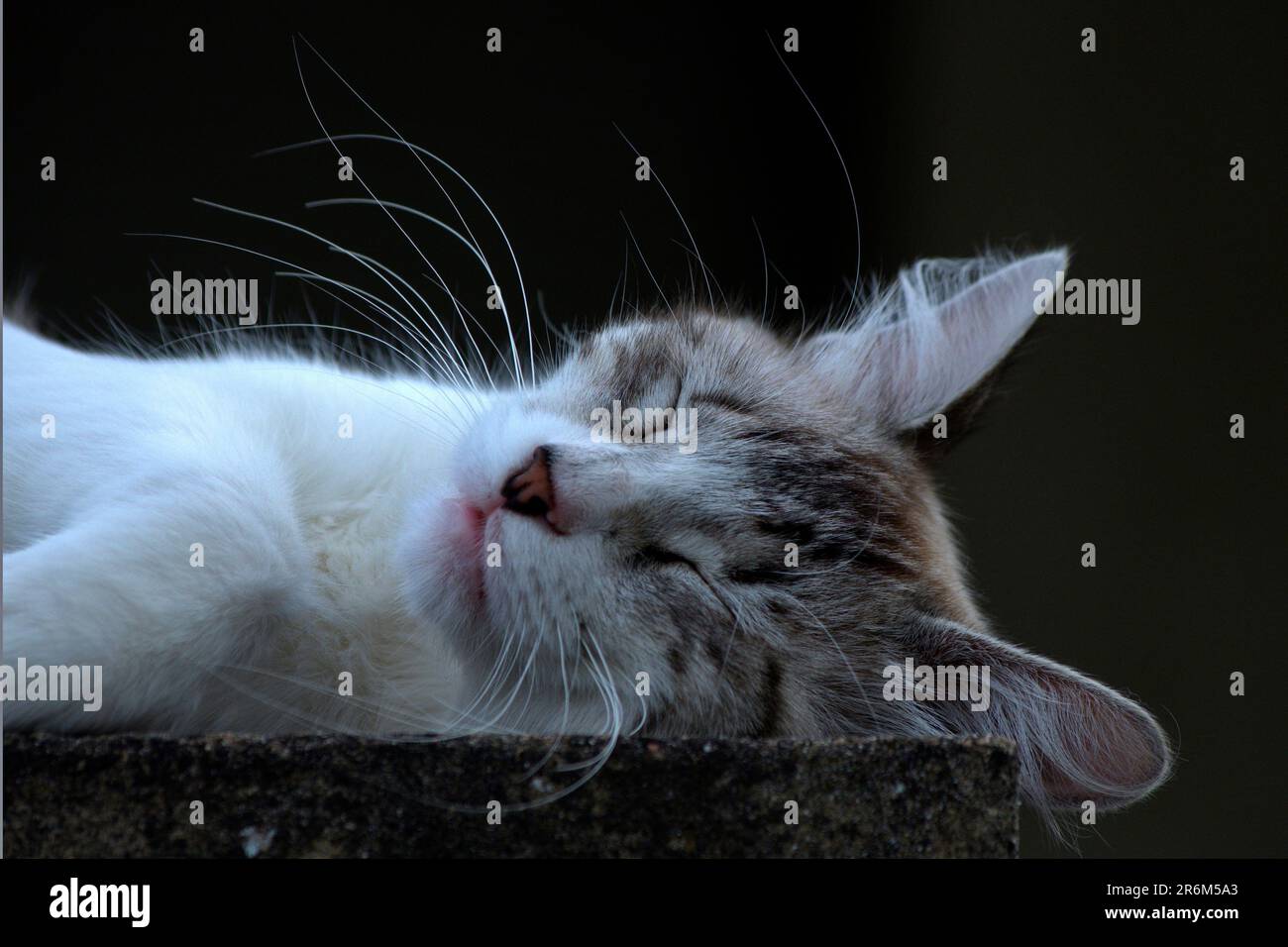 cat dozing on a wall Stock Photo - Alamy